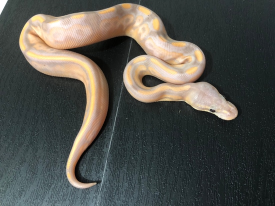 Banana Cinnamon Yellow Belly Calico Het Hypo Ball Python by Zombie Exotics