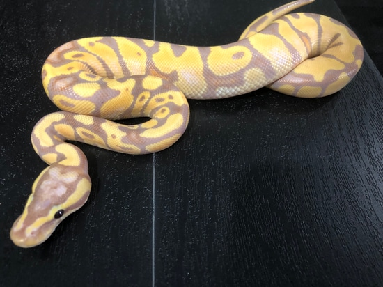 Banana Cinnamon Enchi Od Poss Yb Ball Python by Zombie Exotics