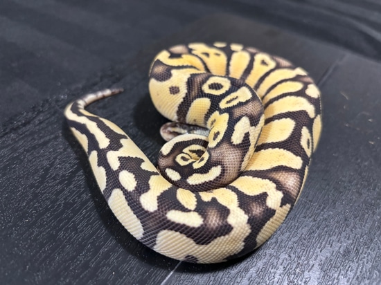 Firefly Yellow Belly Poss Het Hypo Ball Python by Zombie Exotics
