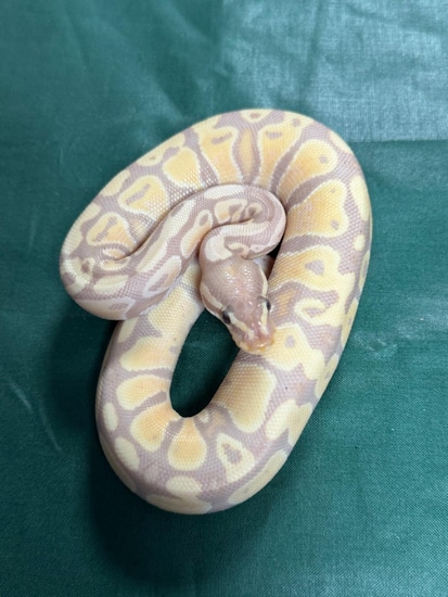 Coral Glow 66% Dh Ultramel Pied Ball Python by Gaia Morphs