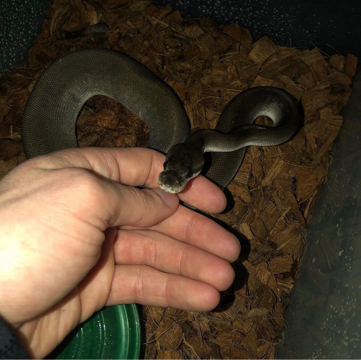 Super Black Pastel (Paradox) Ball Python by Cold Blooded Curiosities ...