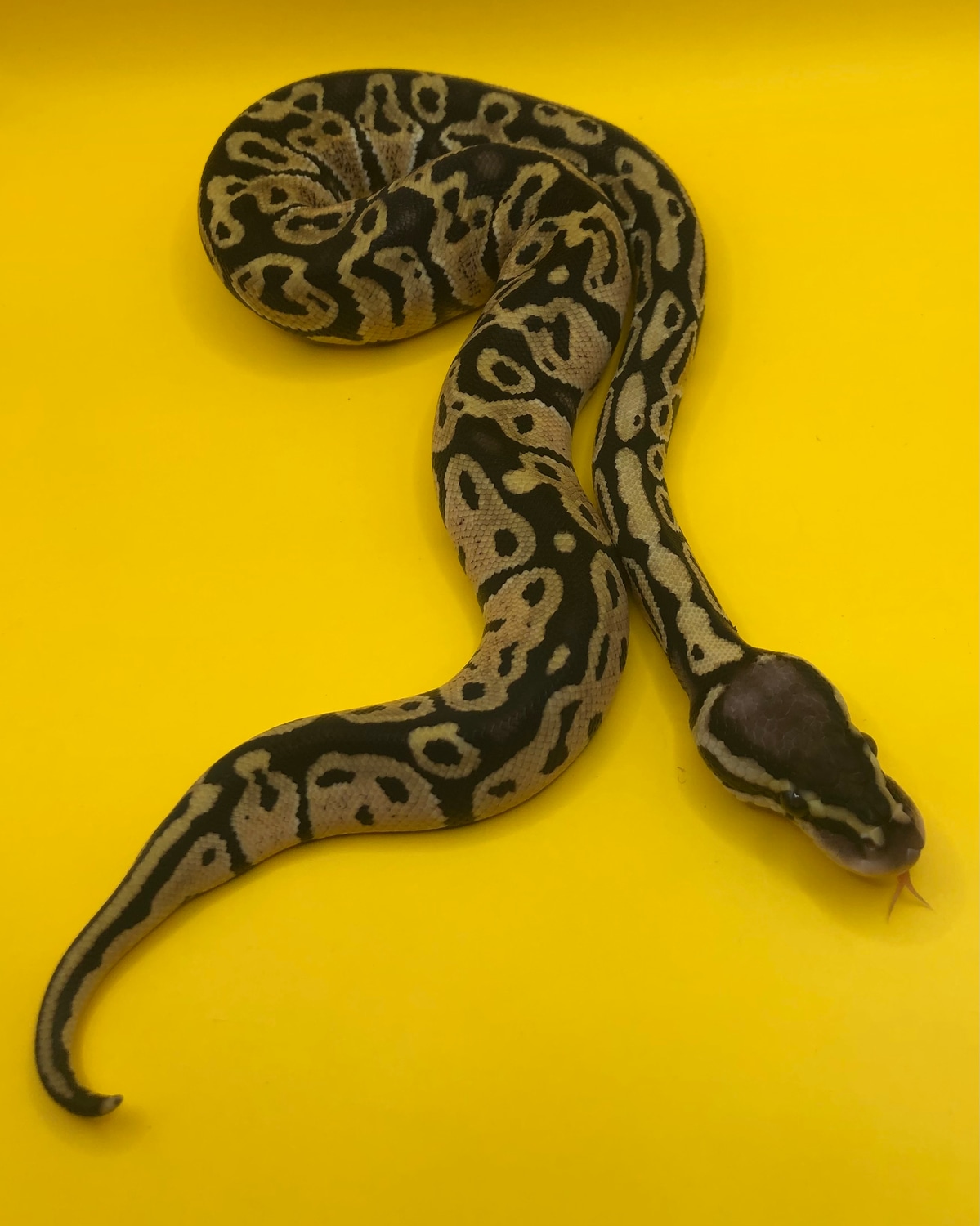 Mojave 50% Het Clown Ball Python by Zooattic - MorphMarket