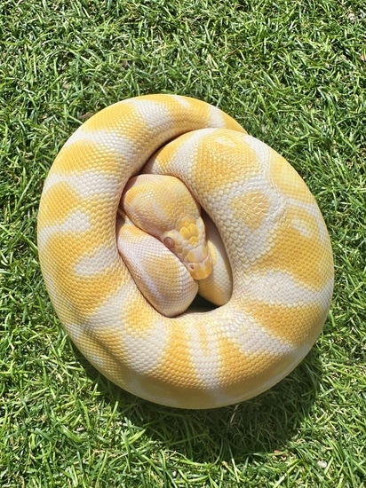 Pewter Albino Royal Python Ball Python by Zooattic