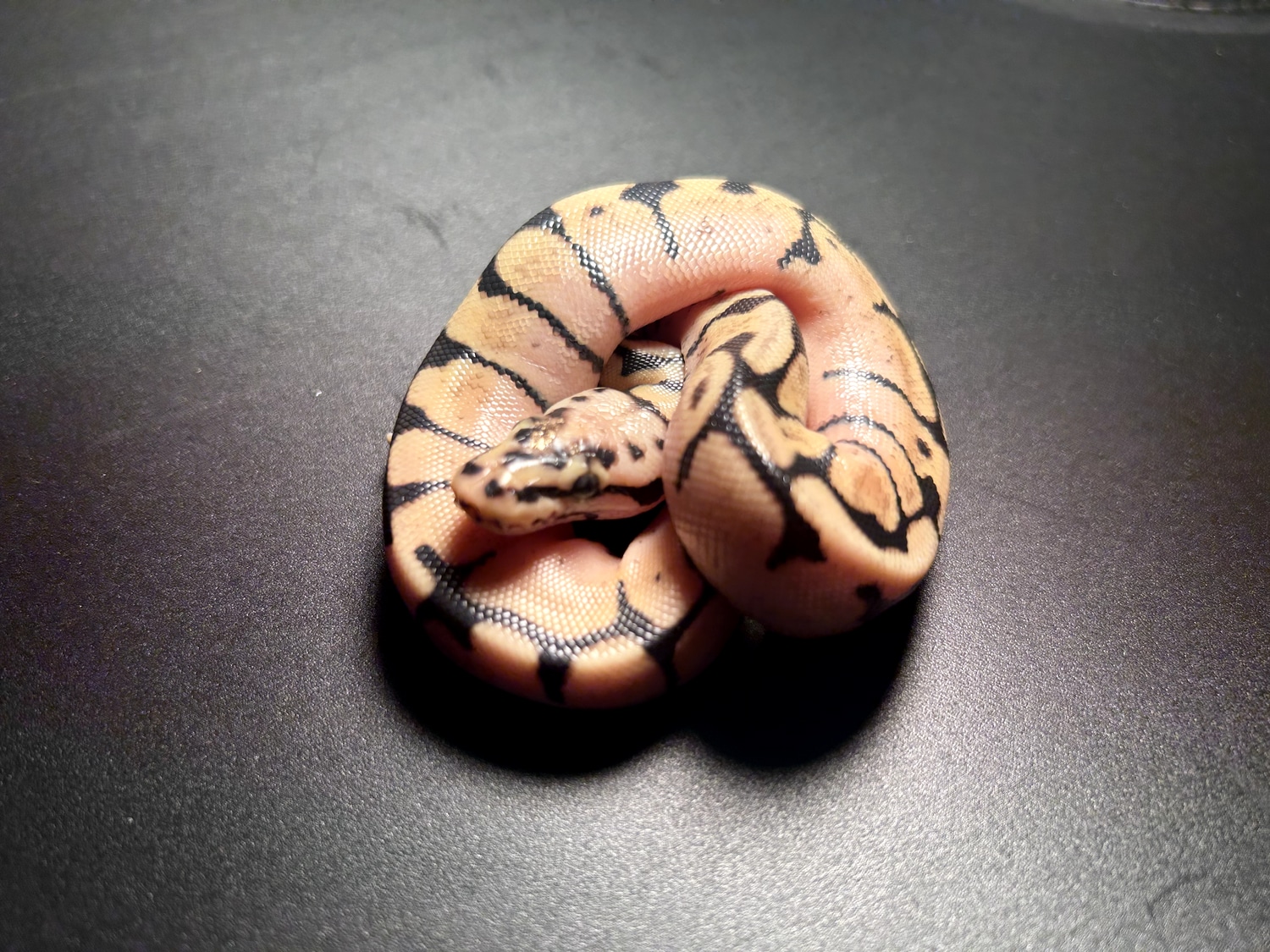 ZoodioATL's Collection - MorphMarket