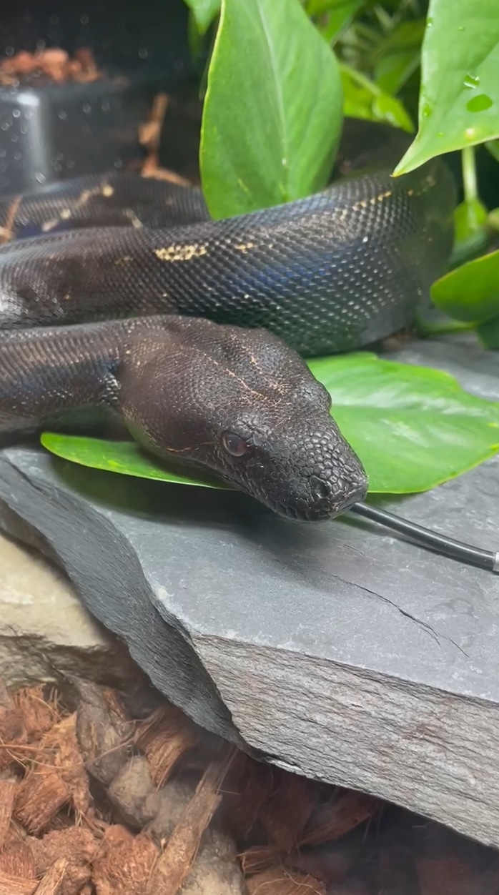 IMG Het Snow Boa Constrictor by Flatrock Reptiles - MorphMarket