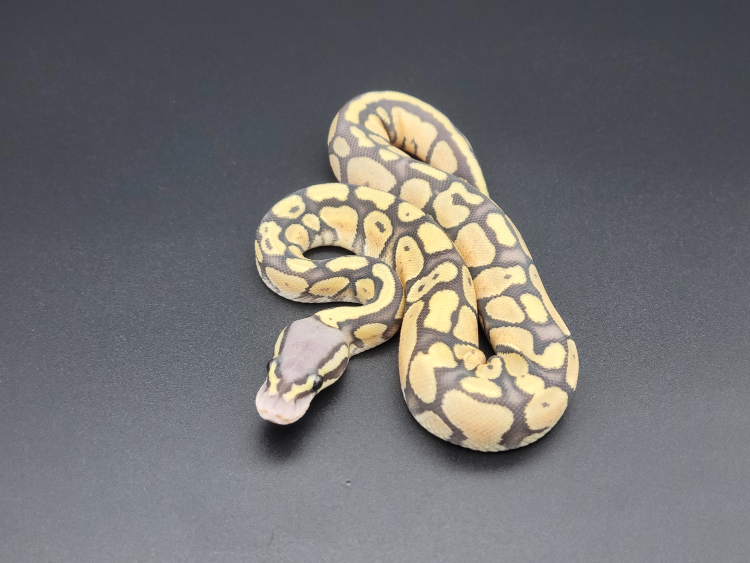 Pastel, Hypo Ball Python by Parpart's Pristine Pythons - MorphMarket