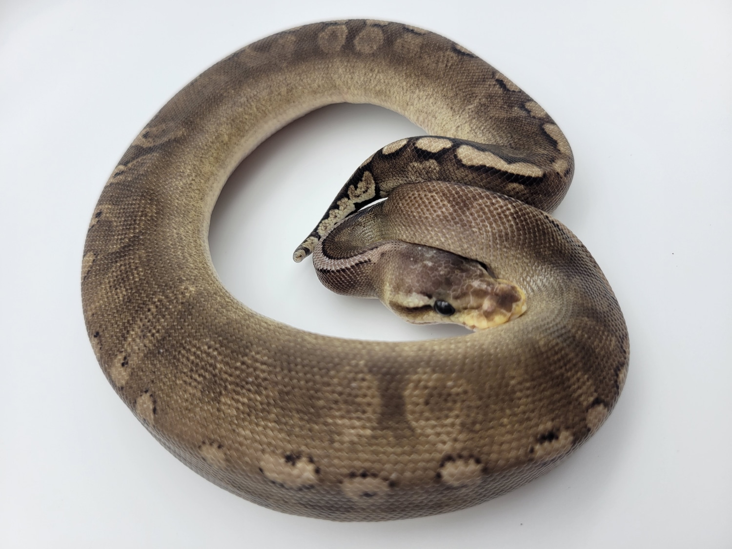 GHI, Chocolate, Pastel, Cinnamon, Blade Ball Python by Parpart's ...