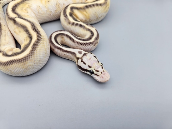 **NO RESERVE** Super Pastel, Highway Ball Python by Parpart's Pristine ...