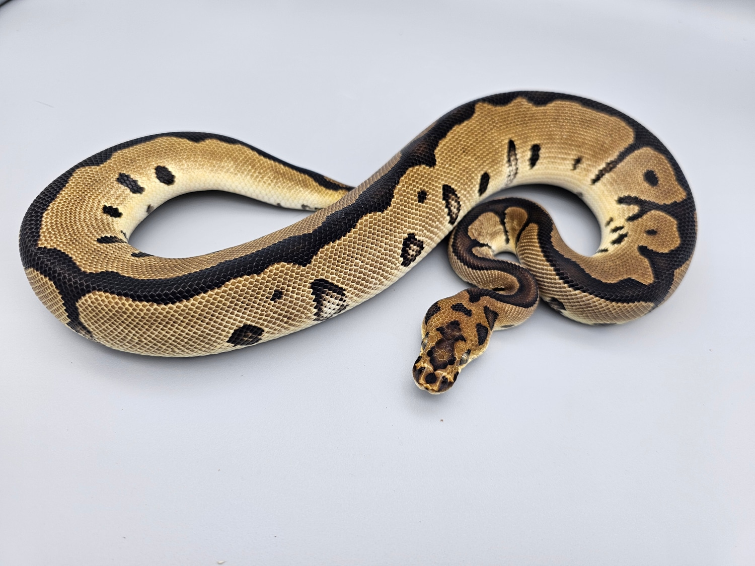 Leopard Clown Het Hypo Ball Python by Parpart's Pristine Pythons & More ...
