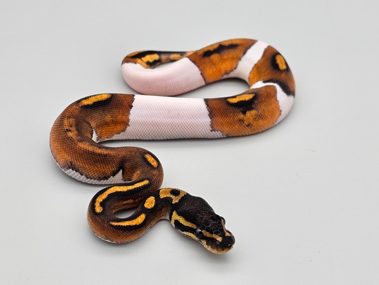 Nanny, Het Pied Ball Python by Parpart's Pristine Pythons & More