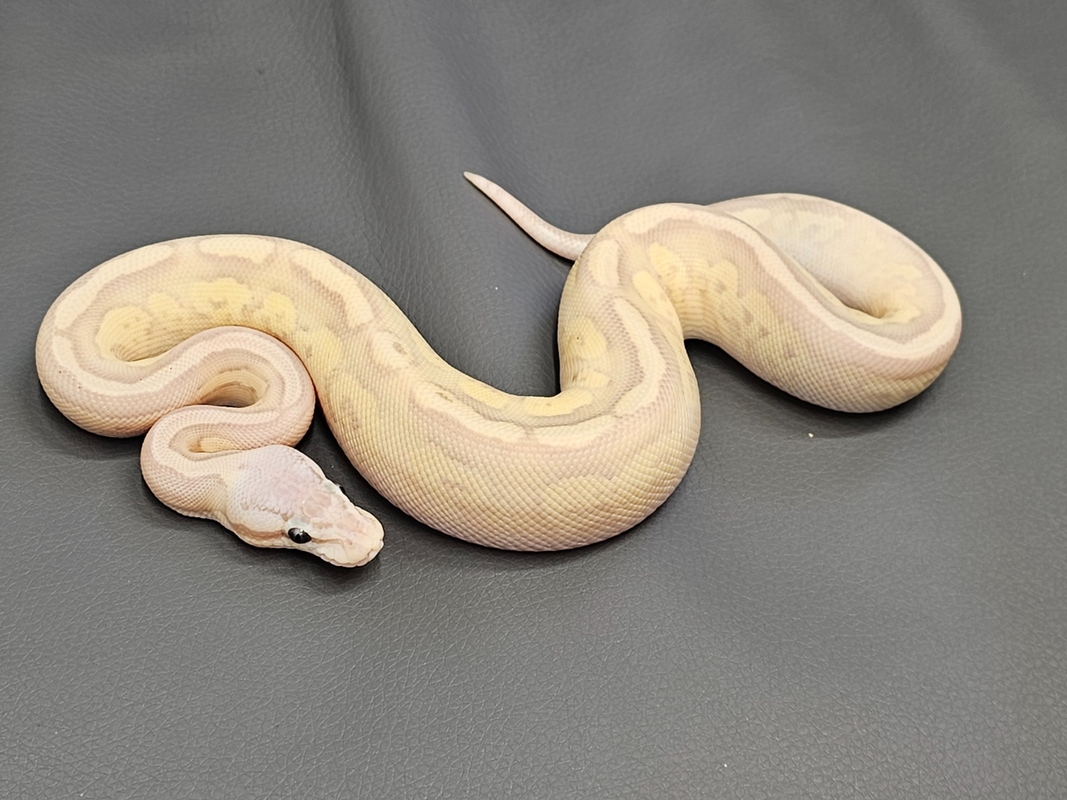 Banana, Enchi, Bongo, Pastel, Fire, Pos Calico, Het Desert Ghost