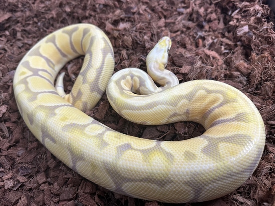 Pastel, Candy Ball Python by Parpart's Pristine Pythons & More