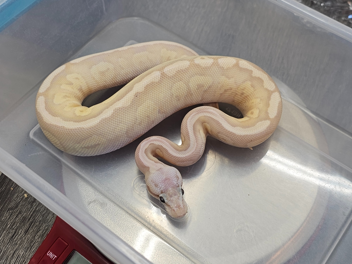 Banana, Enchi, Bongo, Pastel, Fire, Pos Calico, Het Desert Ghost