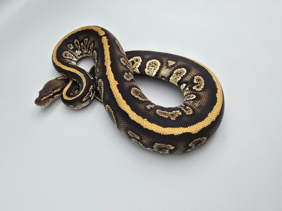 Stranger 66% Double Het VPI Axanthic Lavender Albino Ball Python by ...