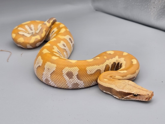 Marter / T+ Albino, Blood Python by Parpart's Pristine Pythons & More