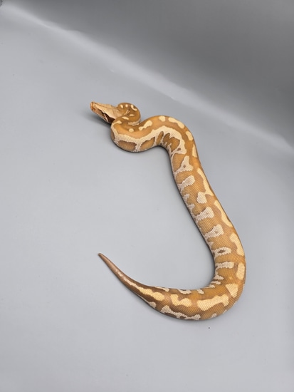 Marter / T+ Albino, Blood Python by Parpart's Pristine Pythons & More