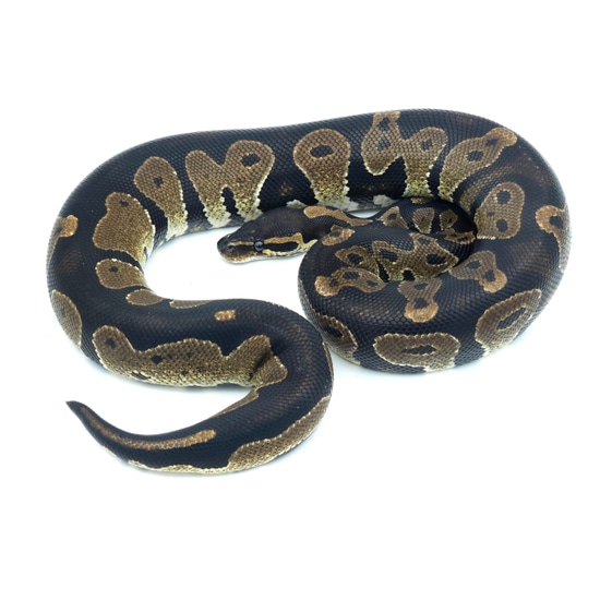 Black Head, Double Het Ultramel/Clown Ball Python by Parpart's Pristine ...