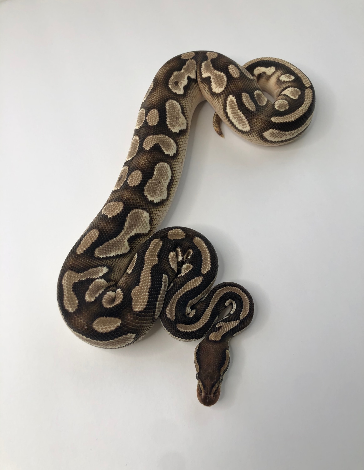 Mojave Harlequin Orange Dream Ball Python by ZReptiles - MorphMarket
