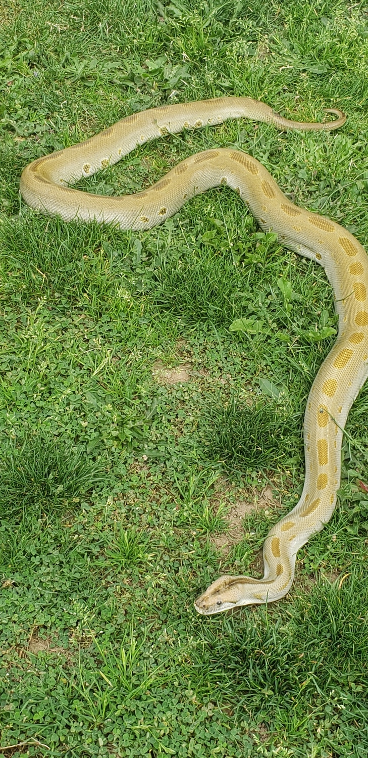 Adult Male GREEN Het Albino Dwarf Burmese Burmese Python by Z ...