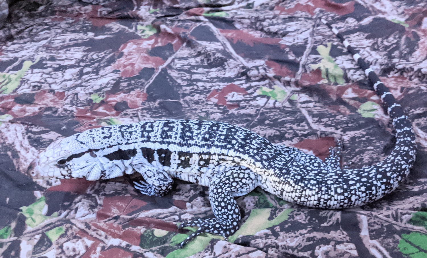 Young Adult Male, Blue Tegu 50 %het Albino Other Lizard by Z Repository ...