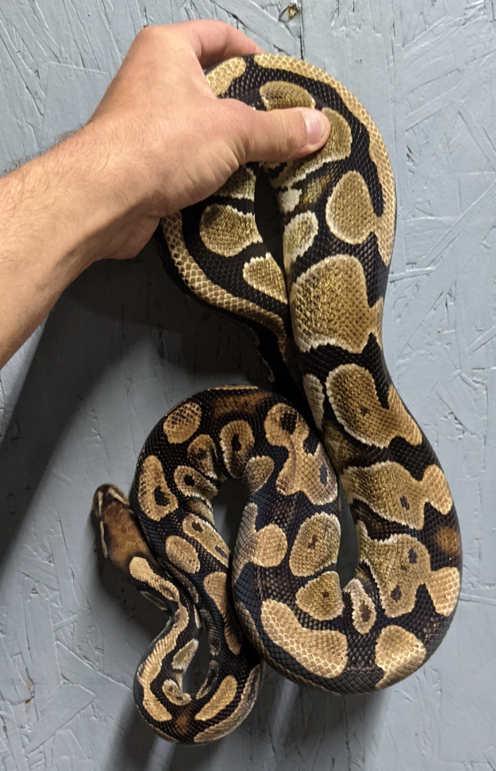 Adult Female Normal Ball Python by Z Repository of Reptilian Reverie ...