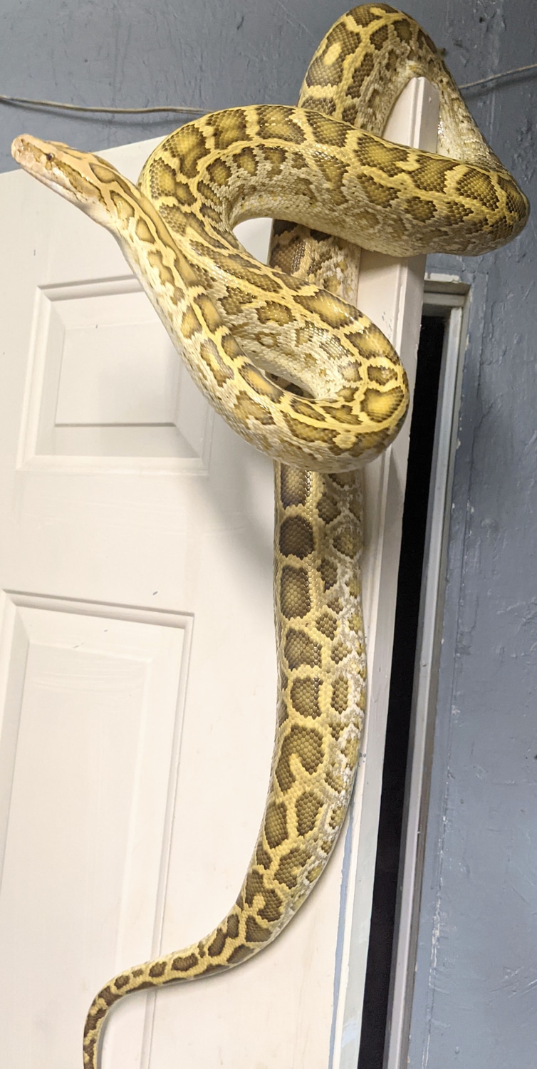 SubAdult 2020 Hypo Female Burmese Python by Z Repository of Reptilian ...