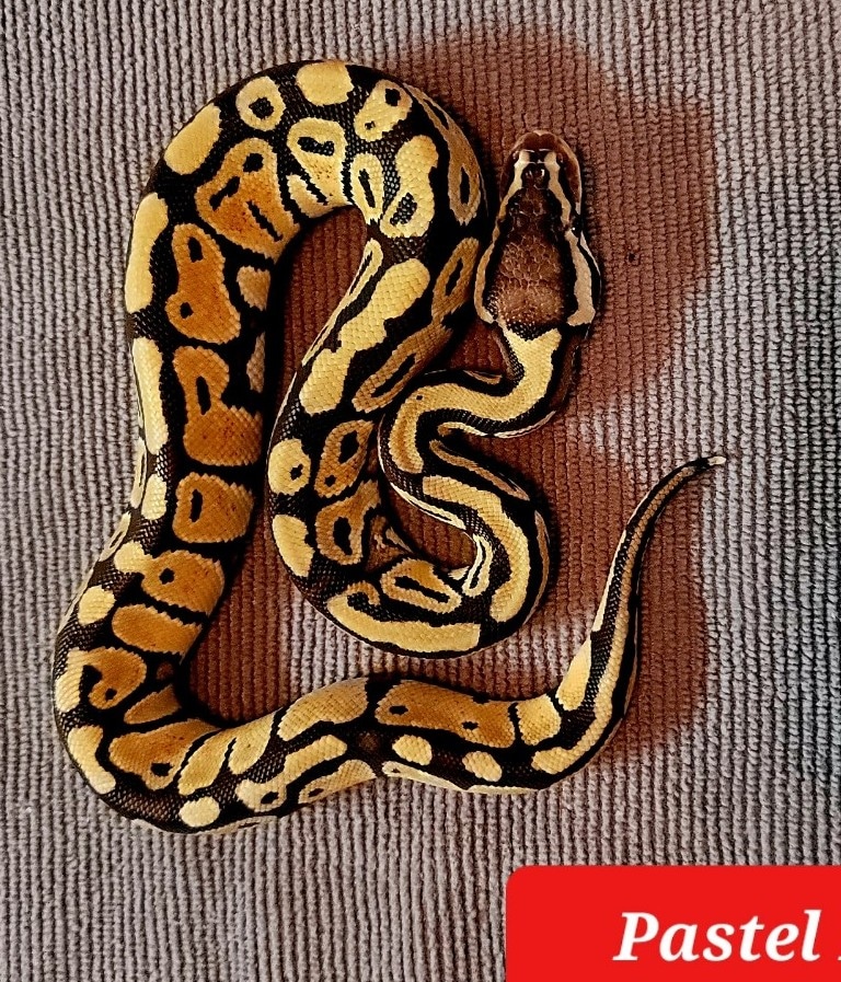 2022 Pastel #2 BIG Baby Ball Python by Z Repository of Reptilian ...
