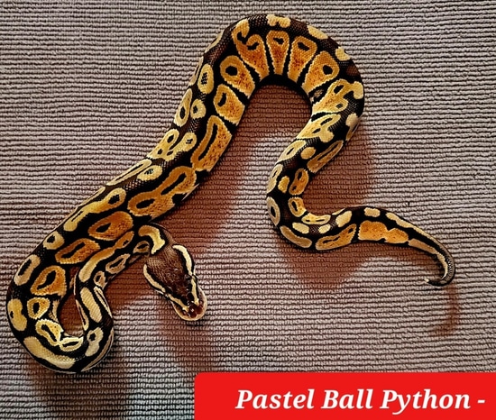 2022 Pastel Ball Python Big Baby #3 by Z Repository of Reptilian Reverie