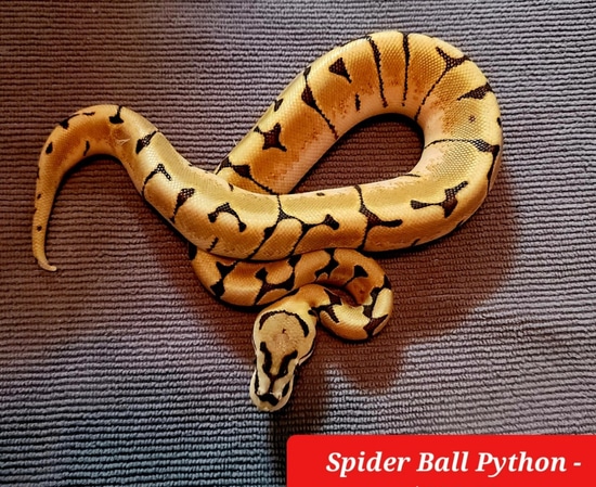 2022 Spider Ball Python Big Baby! #1 by Z Repository of Reptilian Reverie