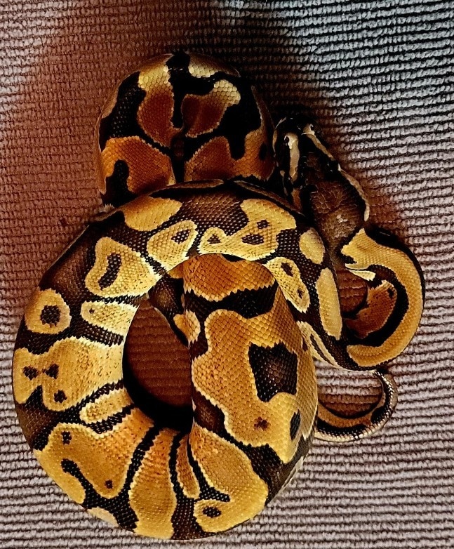 Normal Ball Python by Z Repository of Reptilian Reverie - MorphMarket