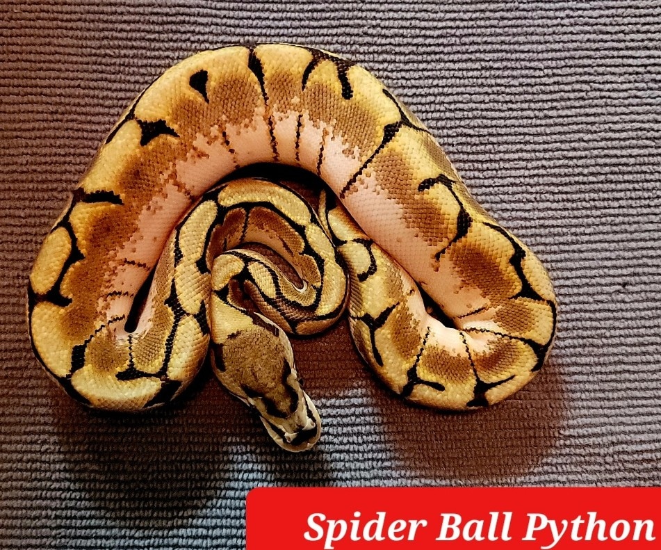 2022 #2 Spider Big Baby! Ball Python by Z Repository of Reptilian ...