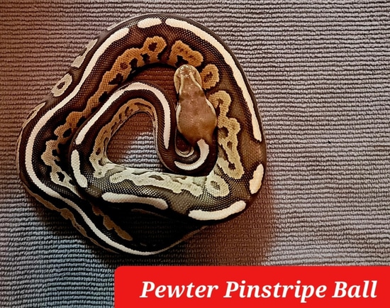 2022 #2 Pewter Pin Ball Python Big Baby! by Z Repository of Reptilian ...