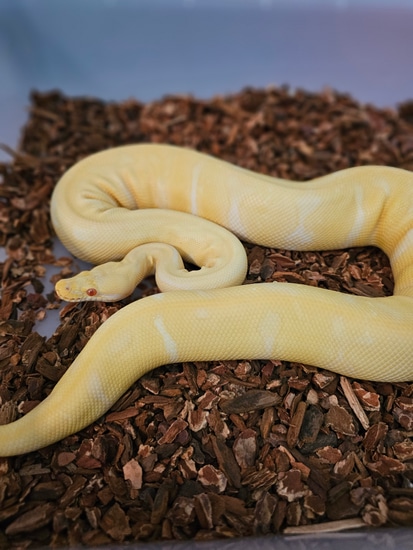 Female Super Enchi Albino Pos Pastel Calico Acid Ball Python by ZTpythons