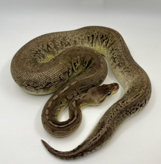 Pastel Cinnamon Het Red Axanthic 66 Het Albino Ball Python by Up lifted ...