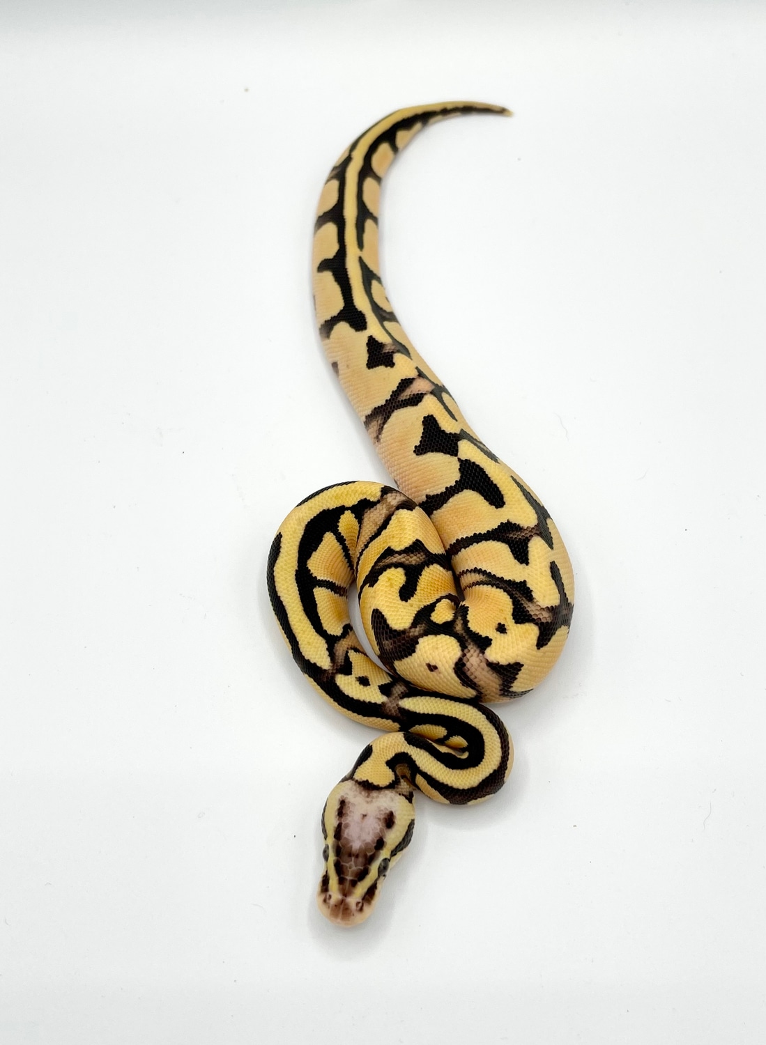 Super Orange Dream Fire Pastel Het Clown Ball Python by Concept Reptile ...