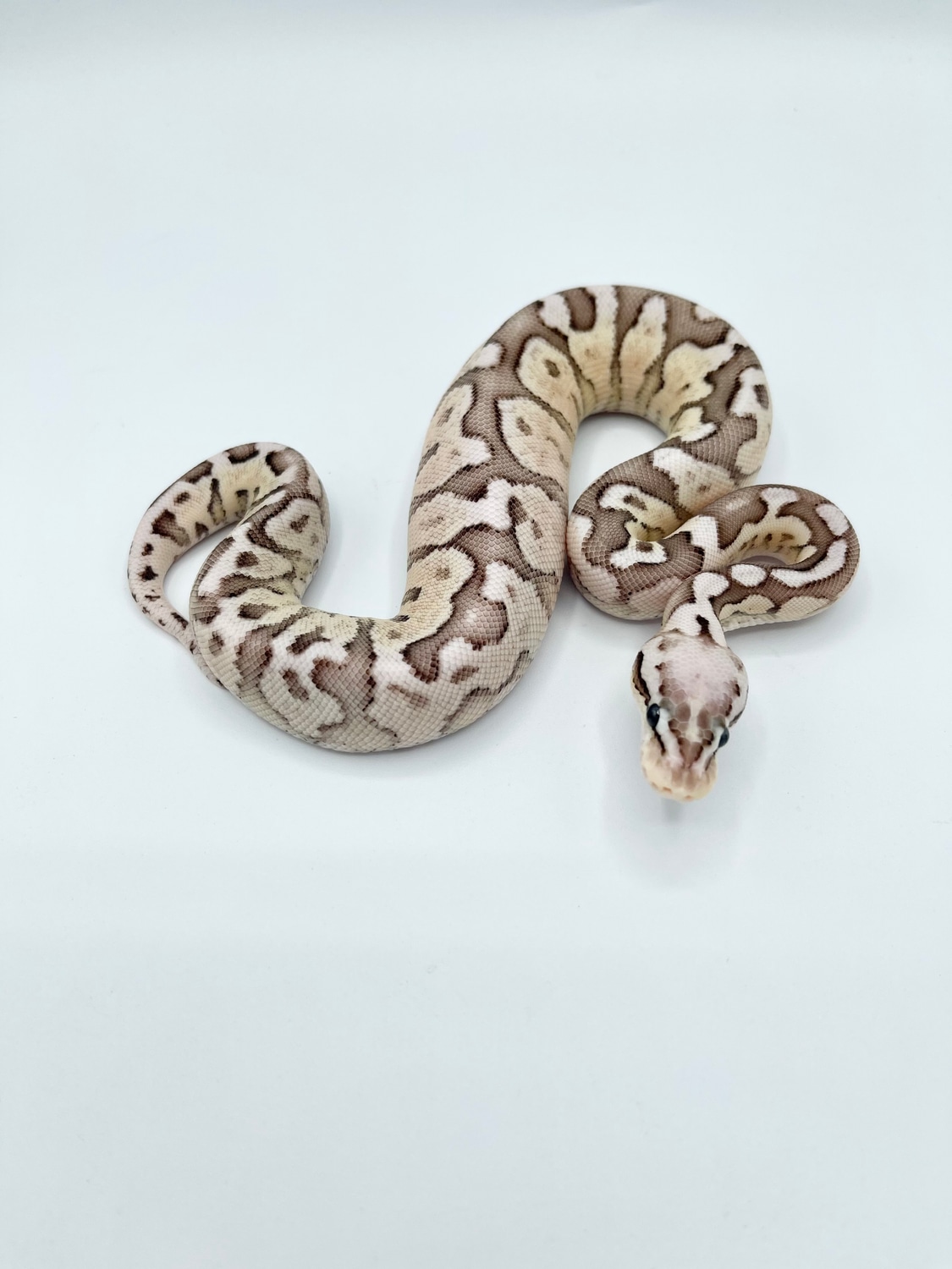 Cinnamon Pastel Woma Het Clown Ball Python by Concept Reptile - MorphMarket