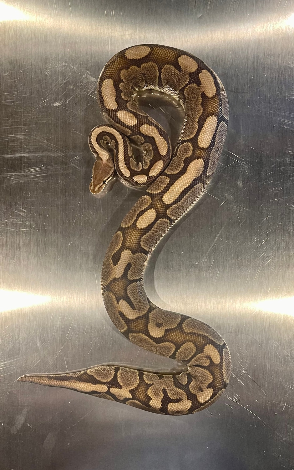 GHI Cinnamon Woma RTB Ball Python by Concept Reptile - MorphMarket
