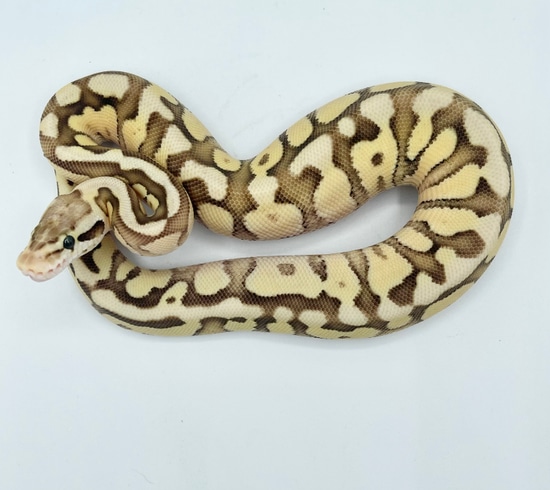 GHI Woma Fire Pastel Het Clown Ball Python by Concept Reptile