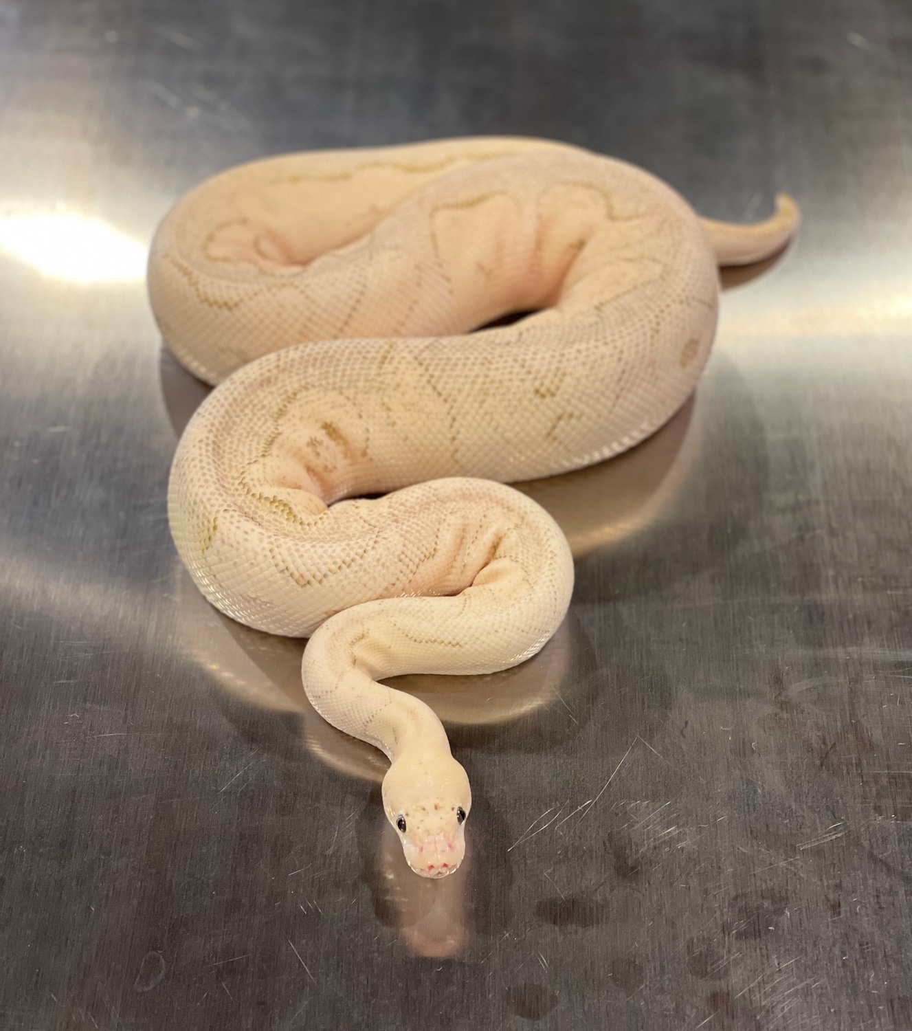 Clown Super Pastel Mojave Fire Orange Dream Ball Python by Concept ...