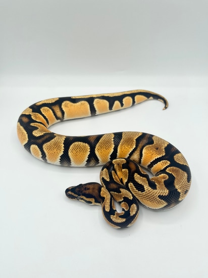 Super Orange Dream Yellow Belly Ball Python by Concept Reptile