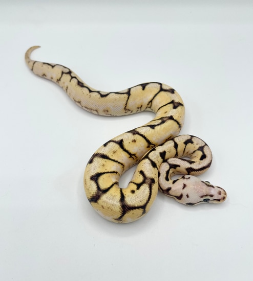 SH Super Pastel Yellow Belly Vanilla Spider Ball Python by Concept Reptile