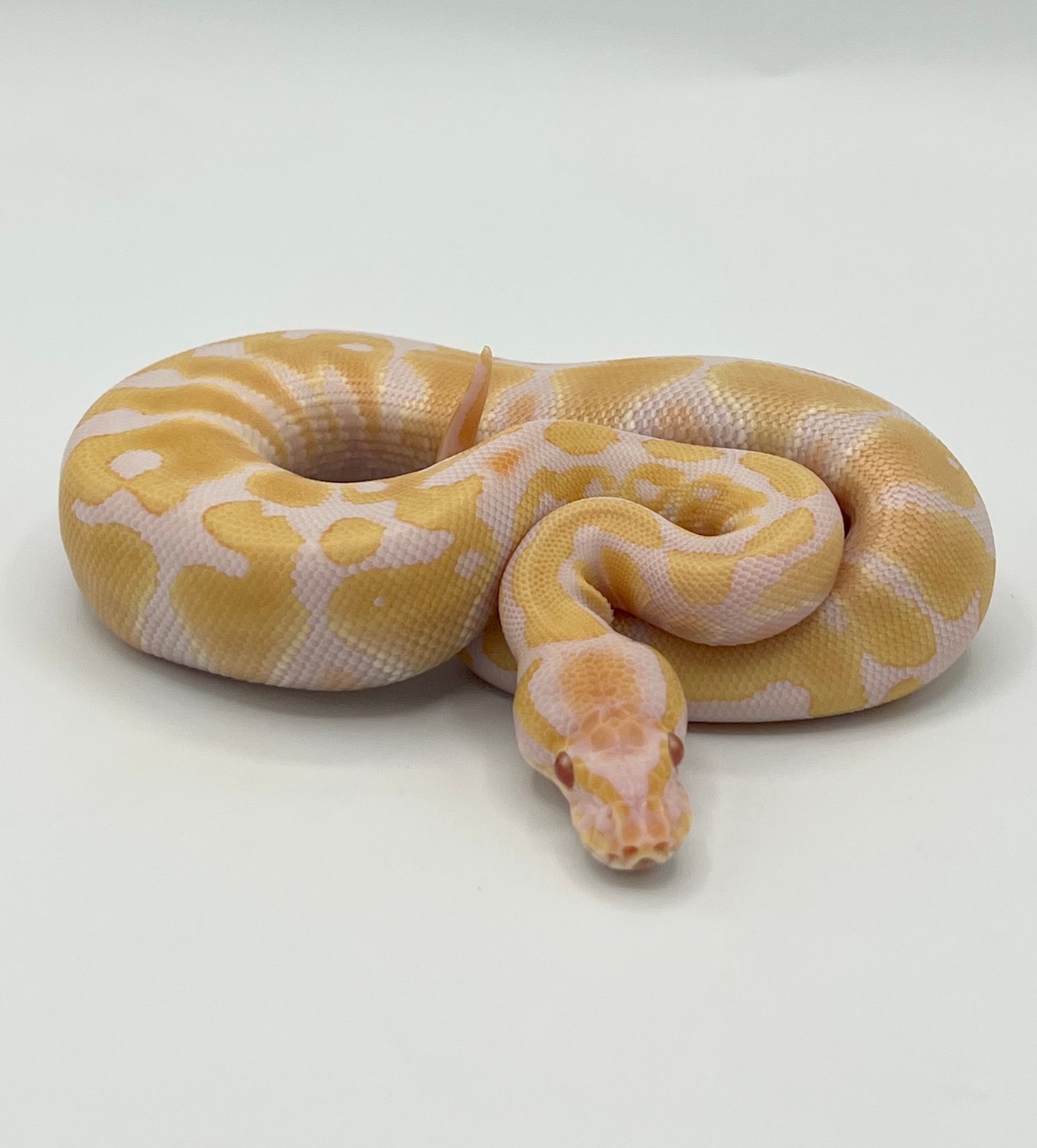 Candino Ball Python by Concept Reptile - MorphMarket