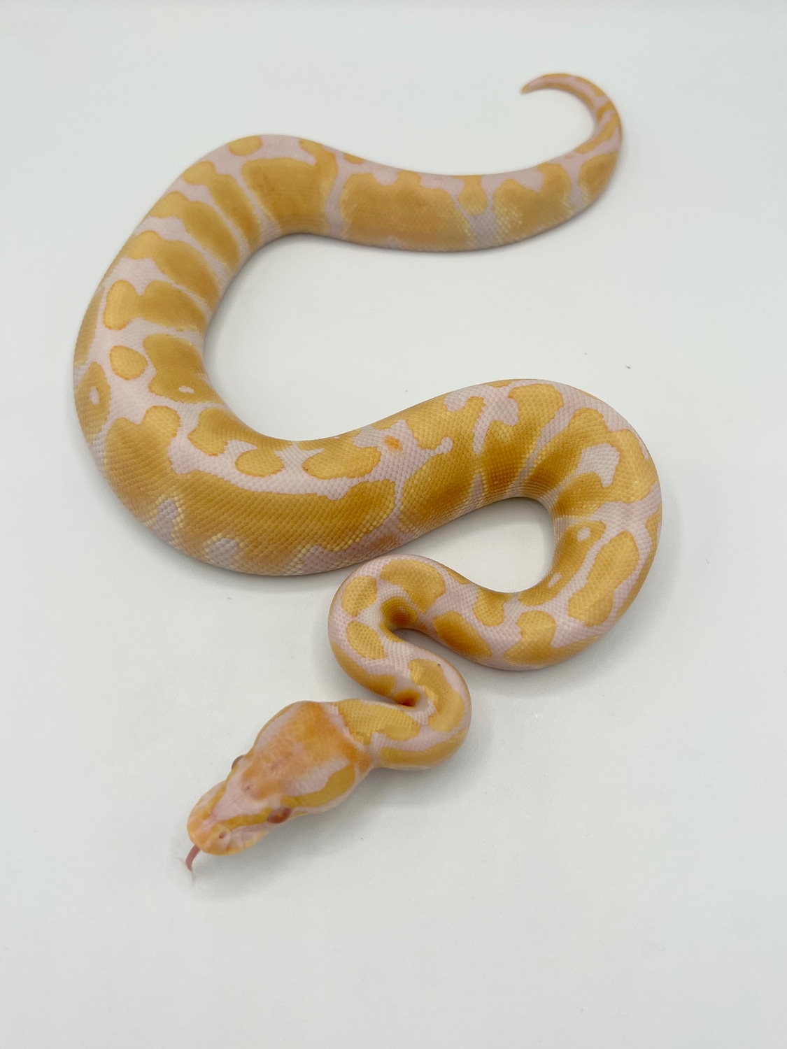 Albino Poss Candino Ball Python by Concept Reptile - MorphMarket