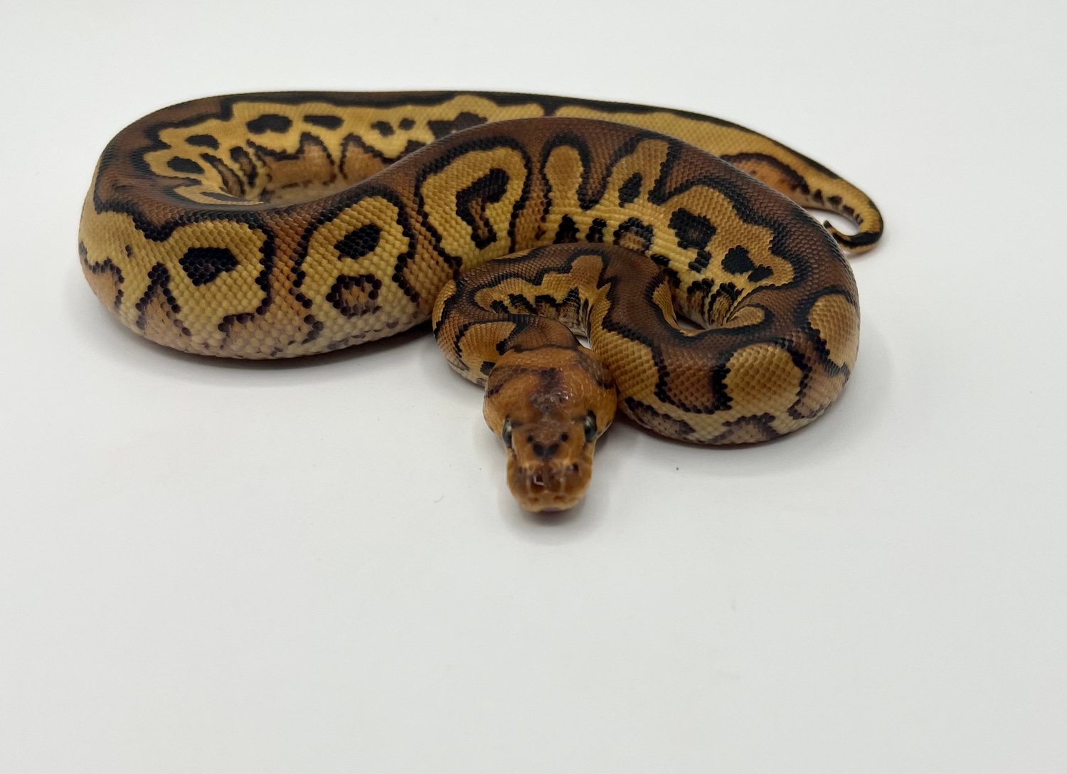 Red Stripe Spotnose Fire Clown Ball Python by Concept Reptile - MorphMarket