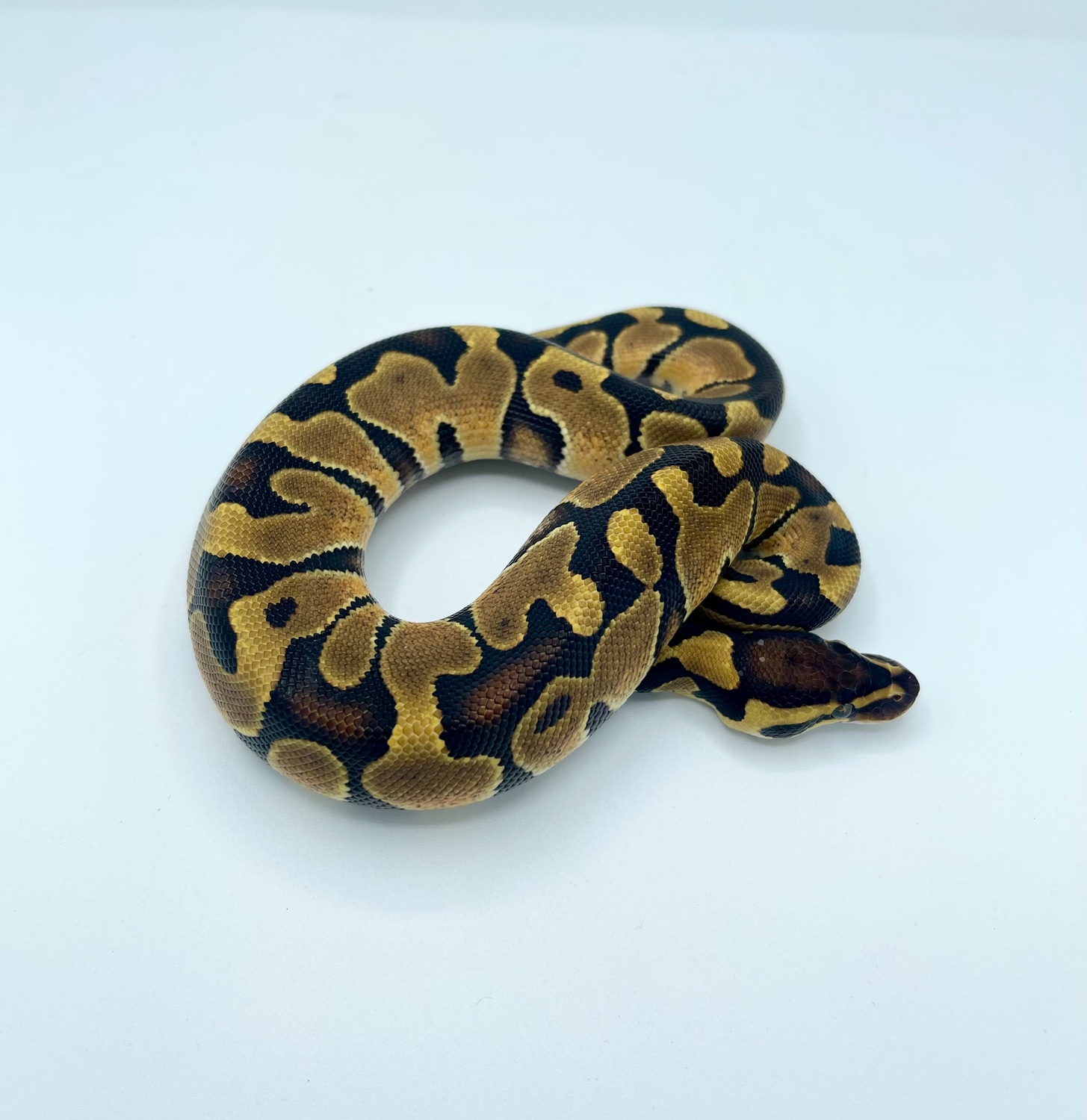 Enchi Het Clown Het Ultramel 50% Het DG Ball Python by Concept Reptile ...