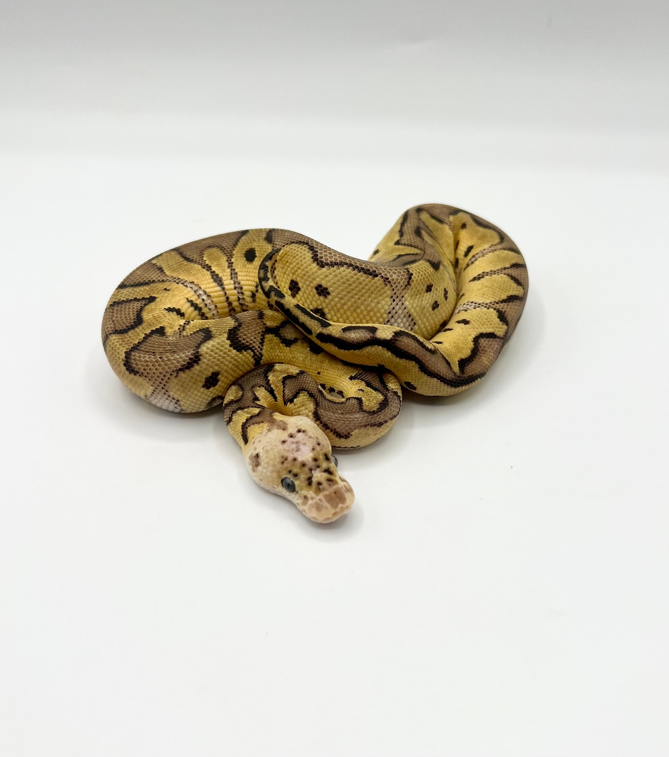 Pastel Clown Het Desert Ghost Ball Python by Concept Reptile - MorphMarket