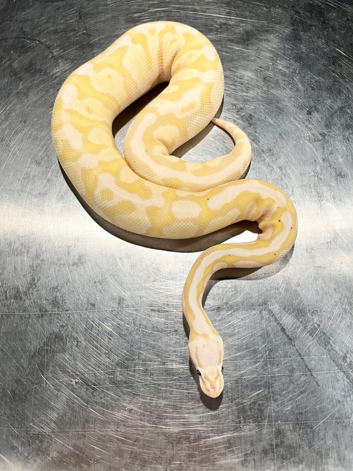 Banana FM Enchi Fire Pastel Het Clown Ball Python by Concept Reptile - MorphMarket