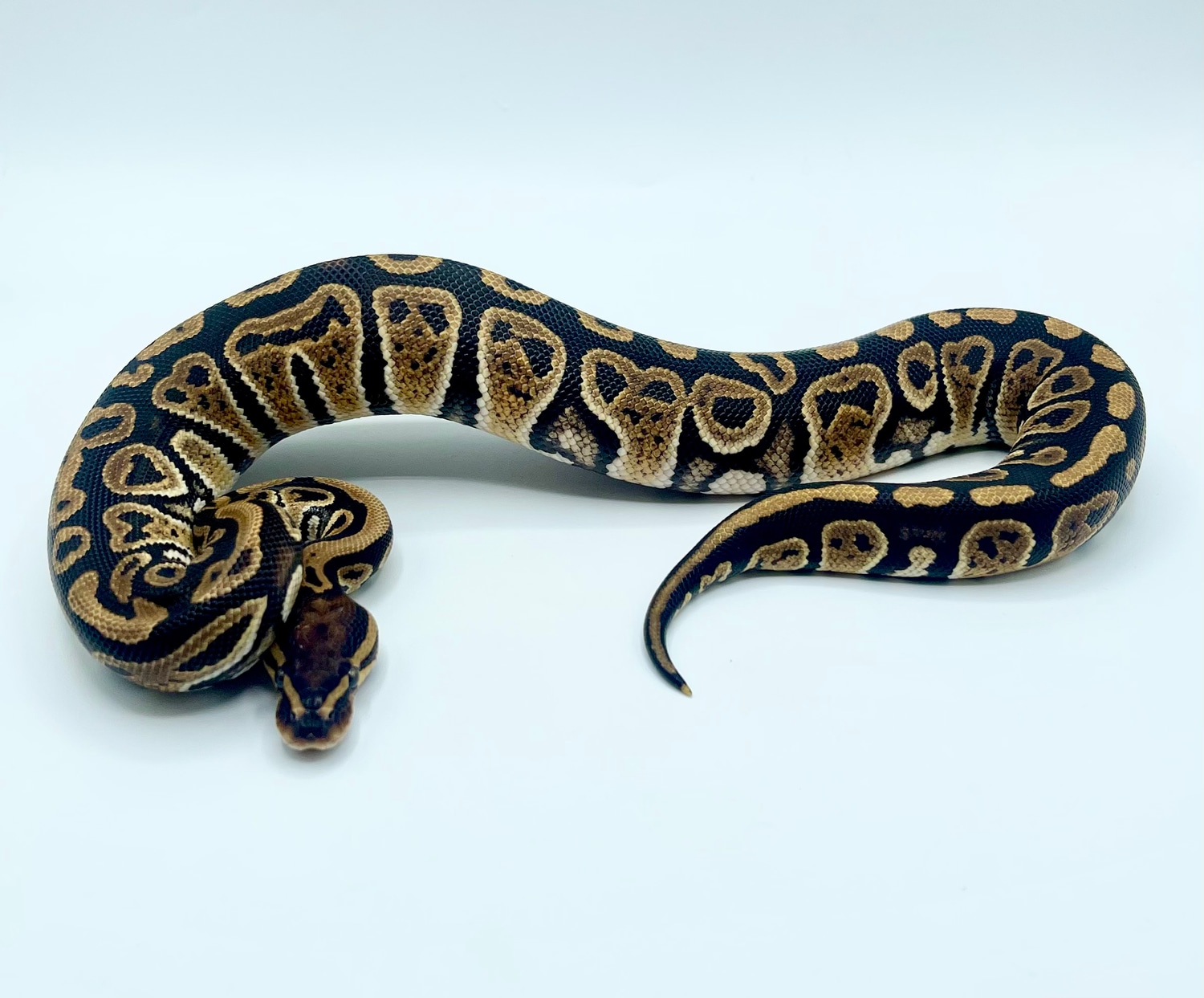 Carbon Het Clown Ball Python by Concept Reptile - MorphMarket