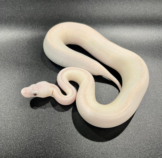 Lesser Mojave Ball Python by Concept Reptile