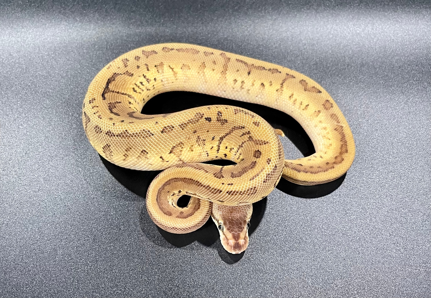 Pastel Leopard Pinstripe Ball Python by Concept Reptile - MorphMarket